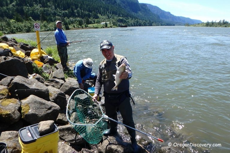 American Shad Fishing: When? Where? How? - Recipes Included - Oregon ...