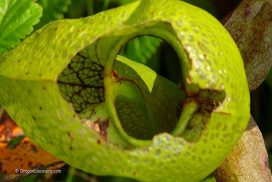 Hobbit Beach - A Piece of the Middle-Earth on the Oregon Coast - Oregon ...