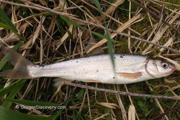 Northern Pikeminnow - Pikeminnow Sport Reward Program - Oregon Discovery