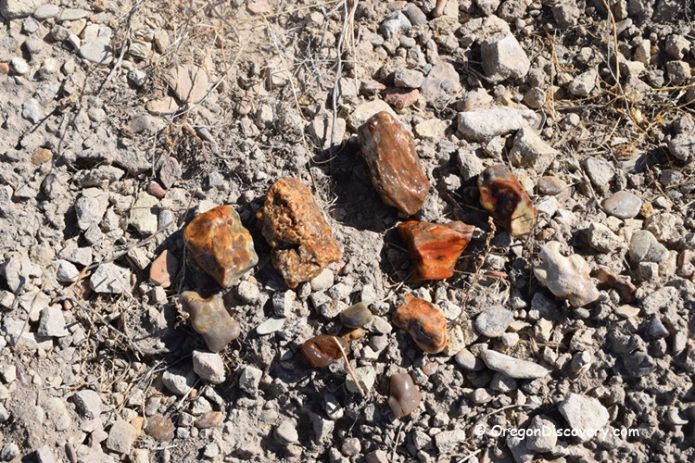 Harney Lake - Rare Oolitic Agate Deposit - Oregon Discovery