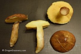 Slippery Jack & Other Suillus - Oregon Discovery
