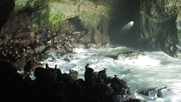 Sea Lion Caves - Central Oregon Coast - Oregon Discovery