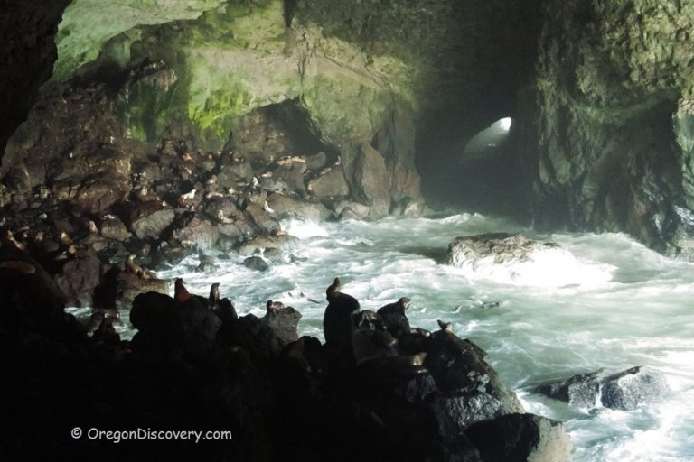 Sea Lion Caves - Nature's Spectacle in America's Largest Sea Cave ...