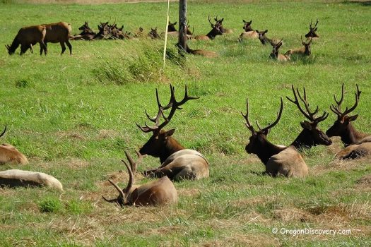 Dean Creek Elk Viewing Area - Wildlife Watching on the Coast - Oregon ...