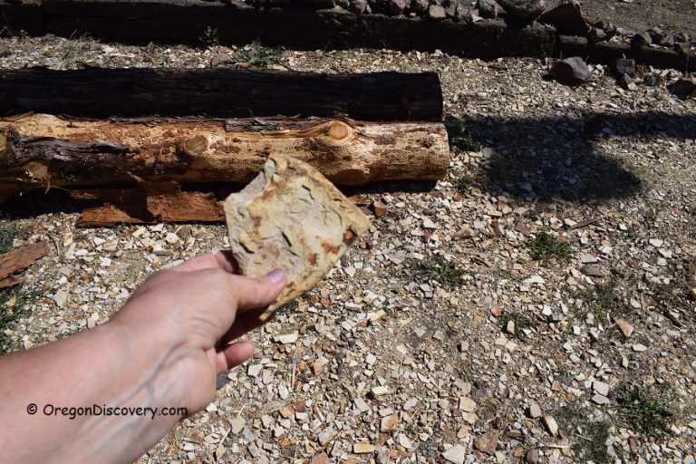 Wheeler High School Fossil Beds - Digging for Fossils in Fossil City ...