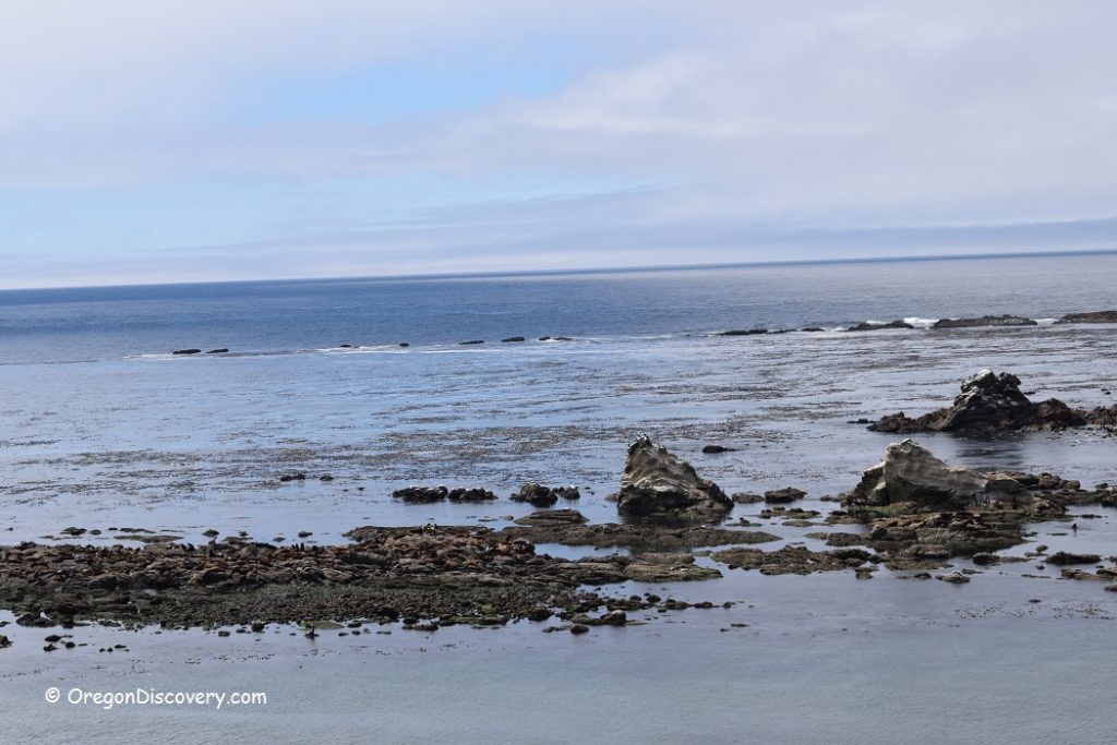 Simpson Reef & Shell Island Overlook: Oregon Coast Marine Life - Oregon ...