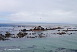 Simpson Reef & Shell Island | Oregon Coast - Oregon Discovery