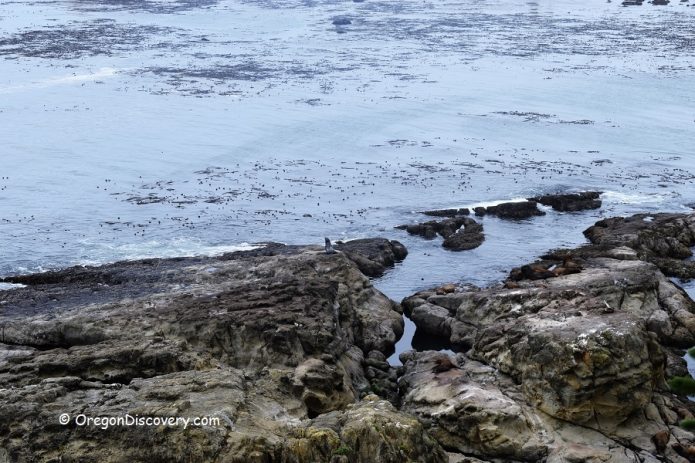 Simpson Reef & Shell Island Overlook: Oregon Coast Marine Life - Oregon ...