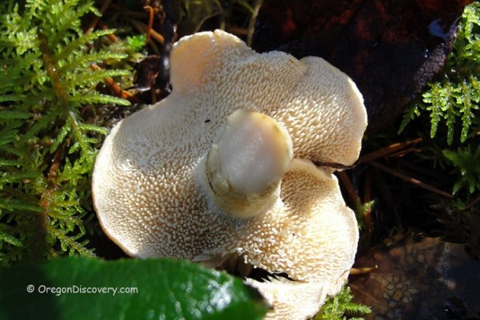 Wild Edible Mushroom Season - Oregon - Oregon Discovery