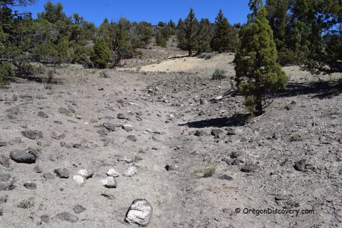 Bear Creek Rockhounding: Discovering Petrified Wood - Oregon Discovery