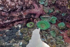 Yaquina Head Lighthouse - The Tallest Light Station - Oregon Discovery