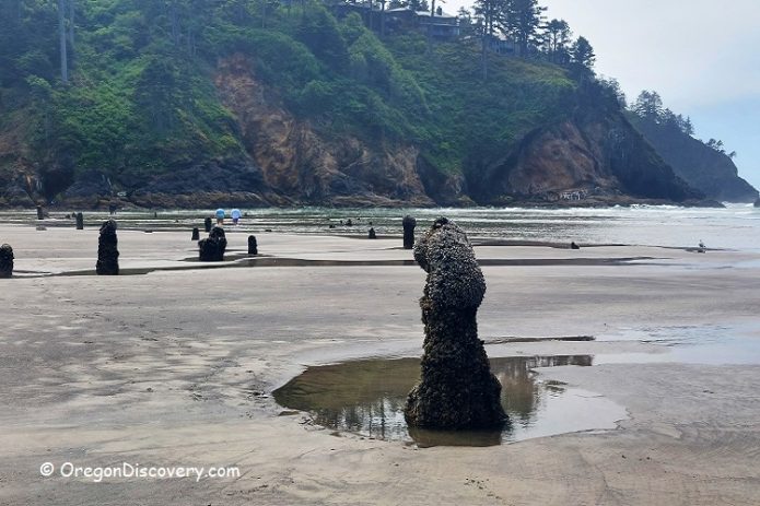 Neskowin Beach - Ancient Ghost Forest at Proposal Rock - Oregon Discovery