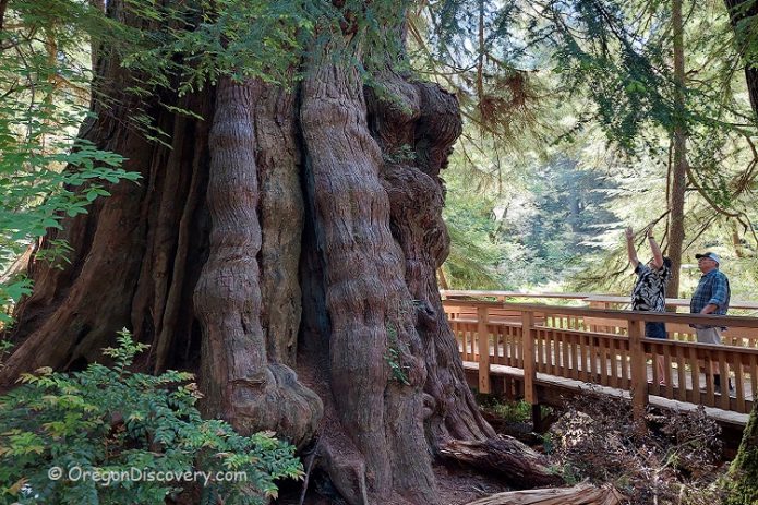 Rockaway Big Tree - Trail to the Ancient Western Red Cedar - Oregon ...