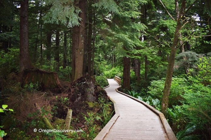Rockaway Big Tree - Trail to the Ancient Western Red Cedar - Oregon ...