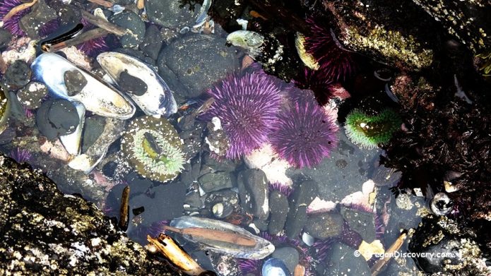 The Best Tide Pool Beaches of the Oregon Coast - Oregon Discovery