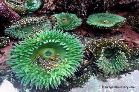 The Best Tide Pool Beaches of the Oregon Coast - Oregon Discovery