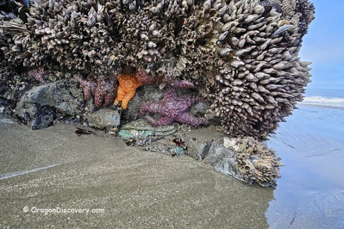 Harris Beach State Park: Southern Oregon’s Coastal Treasure - Oregon ...
